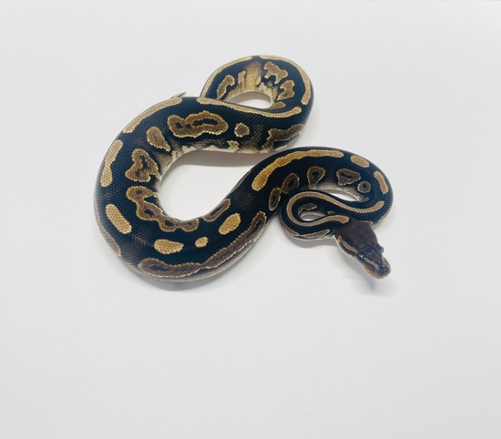 Cinnamon Het Pied Ball Python by Smiling Jim’s Constrictors