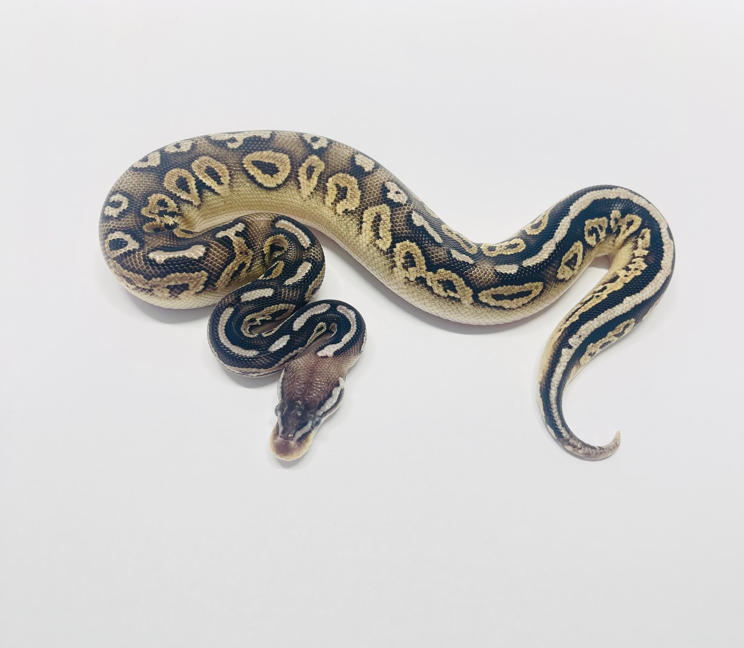 Pewter Het Pied Ball Python by Reptile Jim's - MorphMarket