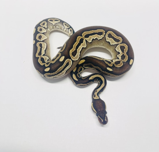 Mojave HRA Ball Python by Smiling Jim’s Constrictors
