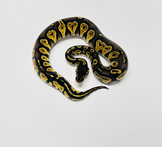 Pastel Black Head Yellow Belly Ball Python by Smiling Jim’s Constrictors