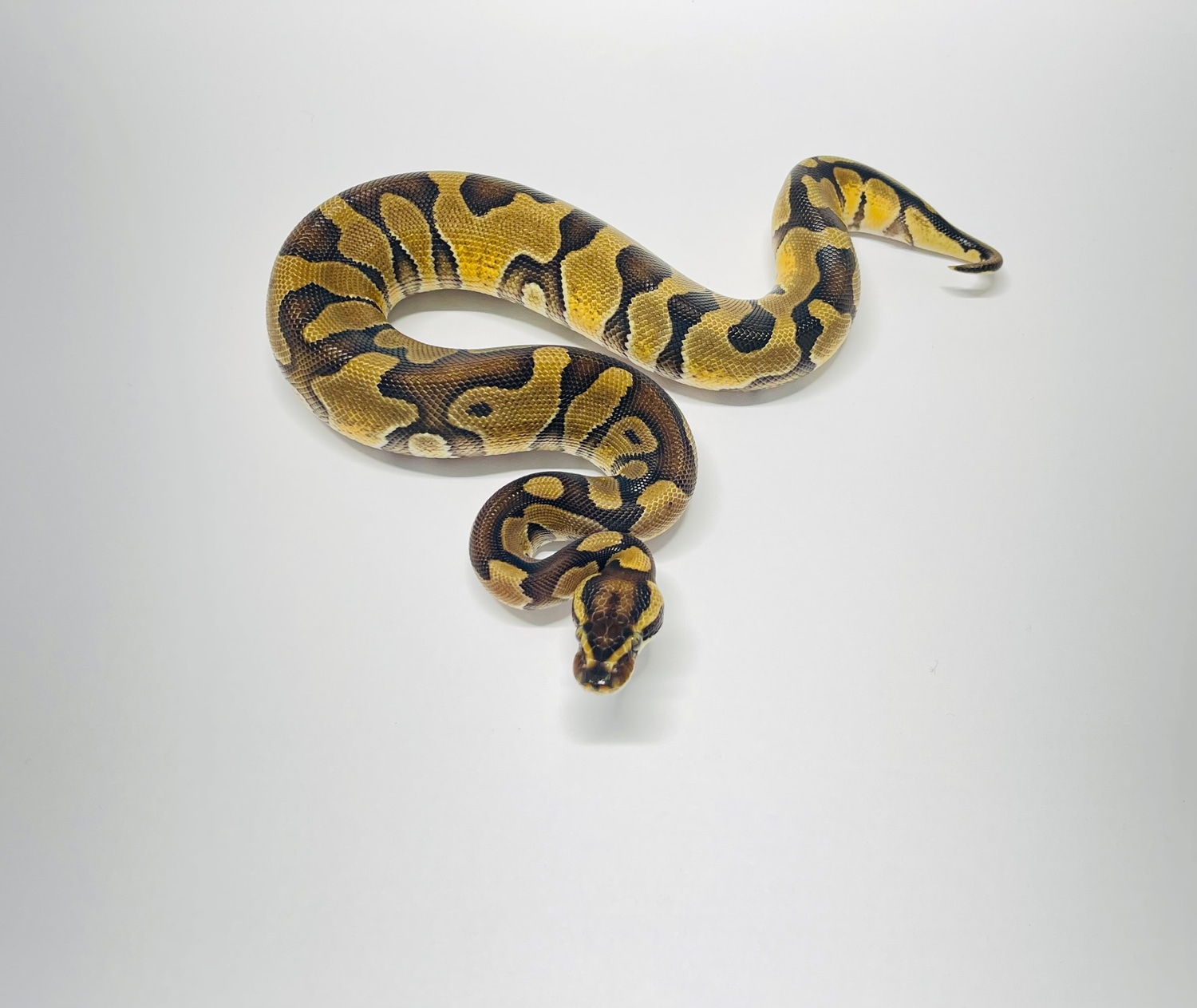 Enchi Het Desert Ghost Ball Python by Reptile Jim's - MorphMarket