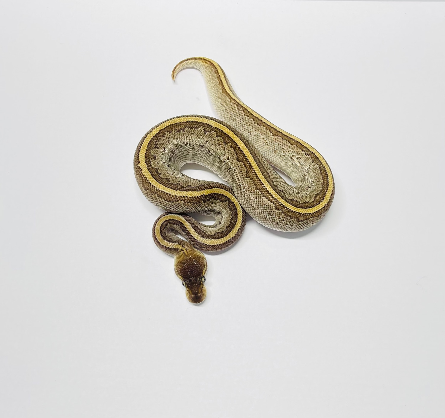 Bongo Mojave Pinstripe Ball Python by Reptile Jim's - MorphMarket