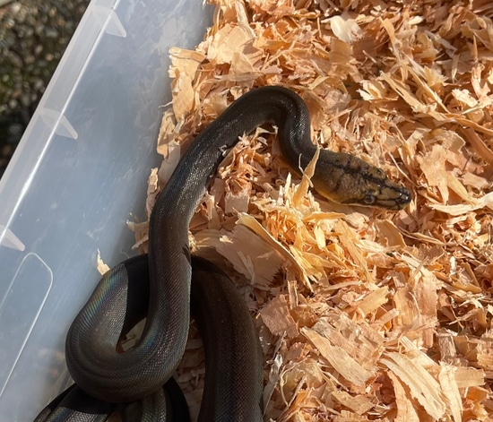 Motley Tiger Goldenchild Het Albino Reticulated Python by Smiling Jim’s ...