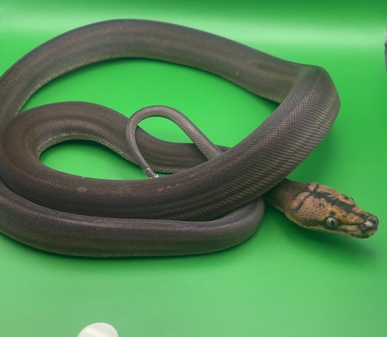 Golden Child Motley Tiger Het Albino Reticulated Python by Smiling Jim ...