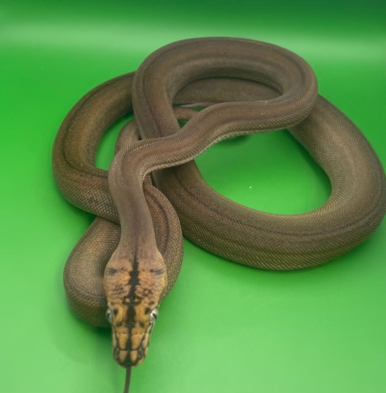 Golden Child Motley Tiger Het Albino Reticulated Python by Smiling Jim ...