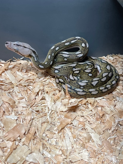 Motley Tiger Het Albino Reticulated Python by Smiling Jim’s Constrictors