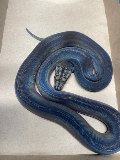 **Free Shipping Motley Golden Child** Reticulated Python by Smiling Jim ...