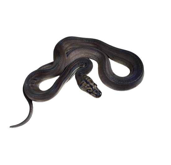 Golden Child Motley 0123-12 Reticulated Python by Smiling Jim’s ...