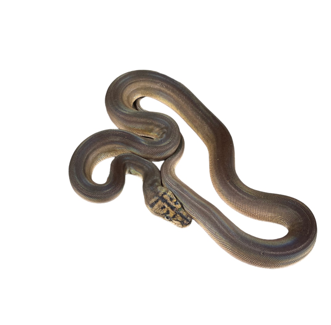 Golden Child Motley Sunfire 0123-13 Reticulated Python by Reptile Jim's ...