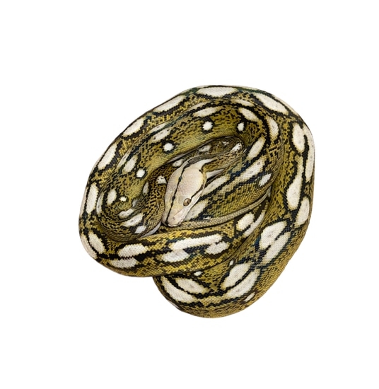 FREE SHIPPING Motley Tiger Het Albino 0622-32 Reticulated Python by ...