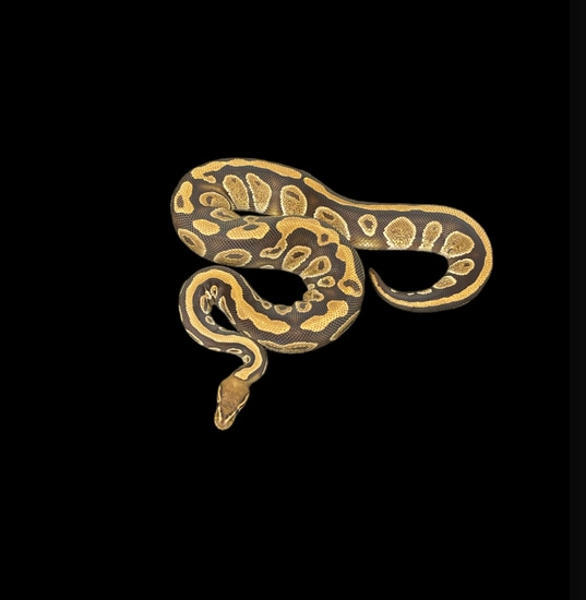 Cypress Het Albino Ball Python by Smiling Jim’s Constrictors