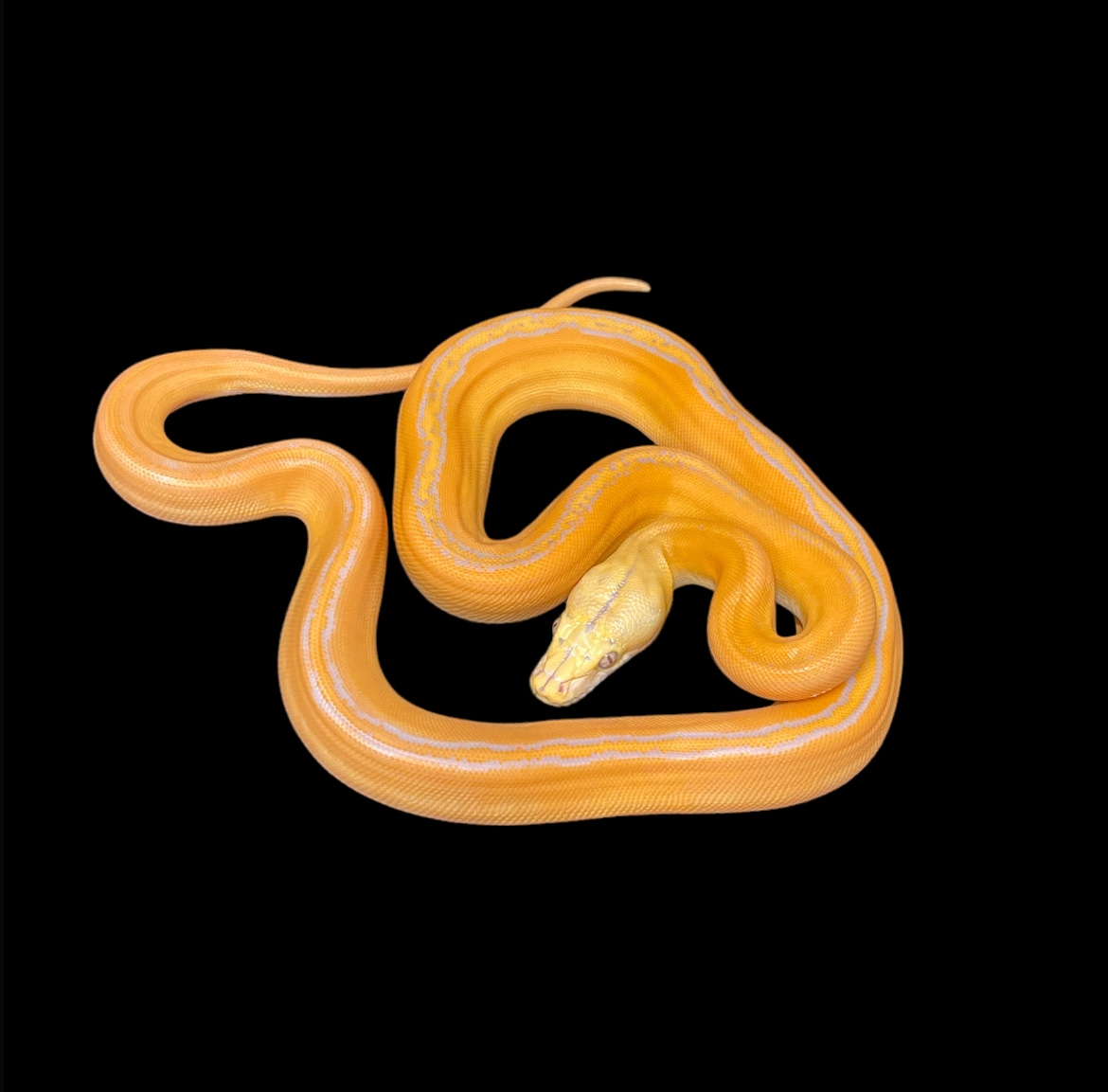 0123-25 Lavender Goldenchild Sunfire Reticulated Python by Smiling Jim ...