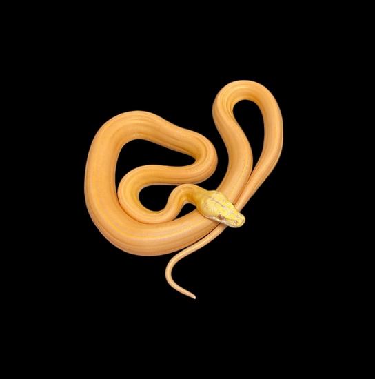 0123-26 Lavender Goldenchild Motley Sunfire Reticulated Python by ...