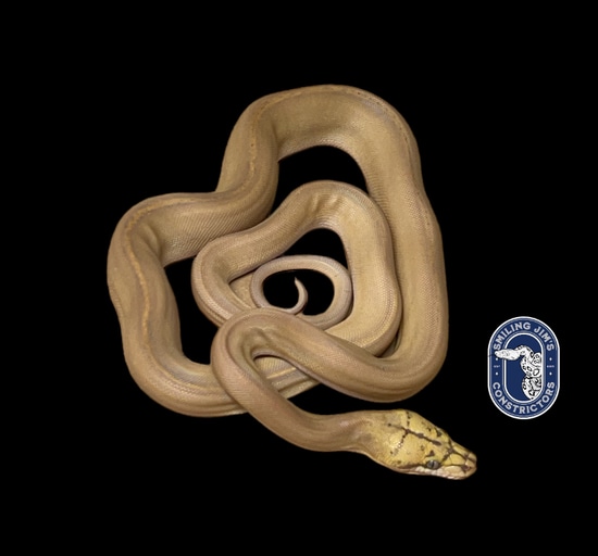 Orange Glow Motley Goldenchild Sunfire Reticulated Python by Smiling ...