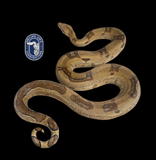 Hypo Jungle Jaguar Het Kahl Albino Het Anery Type 1 Boa Constrictor by ...