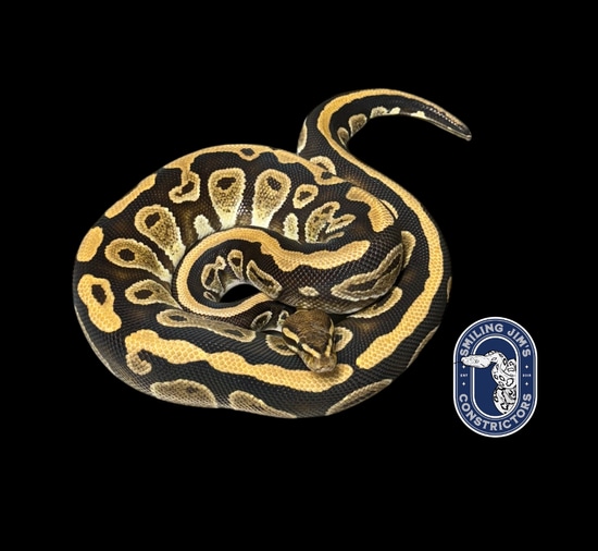 Cypress Het Albino Ball Python by Smiling Jim’s Constrictors