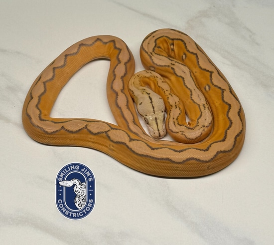 Orange Glow Motley Sunfire Reticulated Python by Smiling Jim’s Constrictors