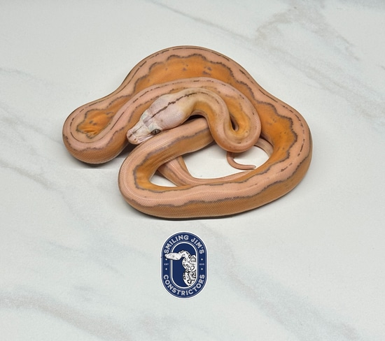 Orange Glow Motley Sunfire Tiger Reticulated Python by Smiling Jim’s ...