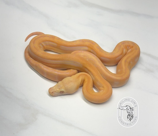 Lavender Platinum Phantom Tiger Het Titanium Reticulated Python by ...