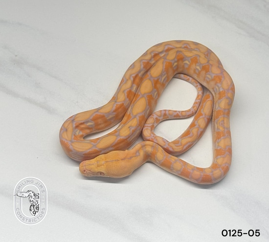 Lavender Het Titanium Reticulated Python by Smiling Jim’s Constrictors