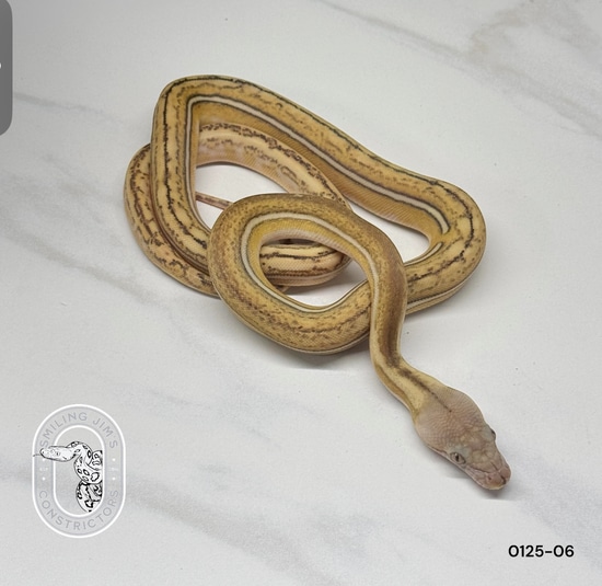 Platinum Phantom Tiger DH Purple/Titanium Reticulated Python by Smiling ...
