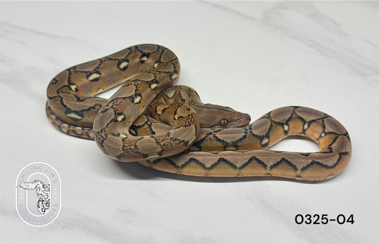 Sunfire Het Purple Albino Reticulated Python by Smiling Jim’s Constrictors