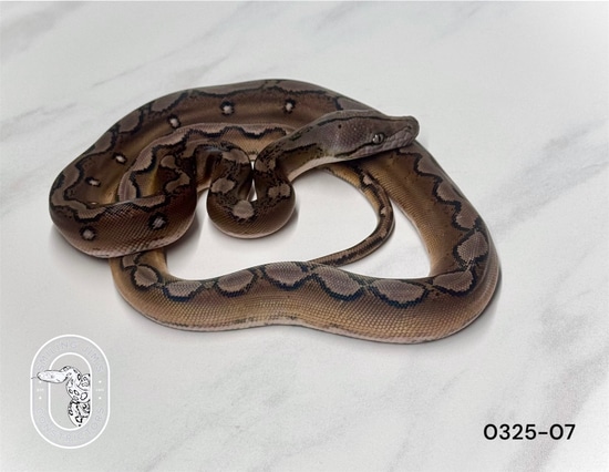 Motley Sunfire Het Purple Reticulated Python by Smiling Jim’s Constrictors