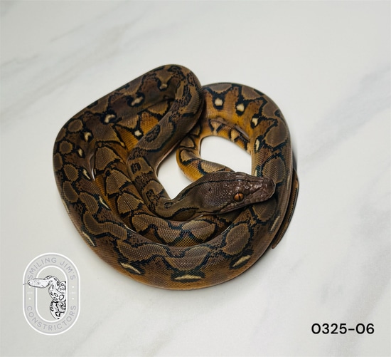 Sunfire Het Purple Reticulated Python by Smiling Jim’s Constrictors