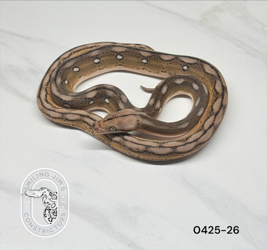Motley Tiger Het Albino Reticulated Python by Smiling Jim’s Constrictors