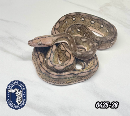 Motley Tiger Het Albino Reticulated Python by Smiling Jim’s Constrictors