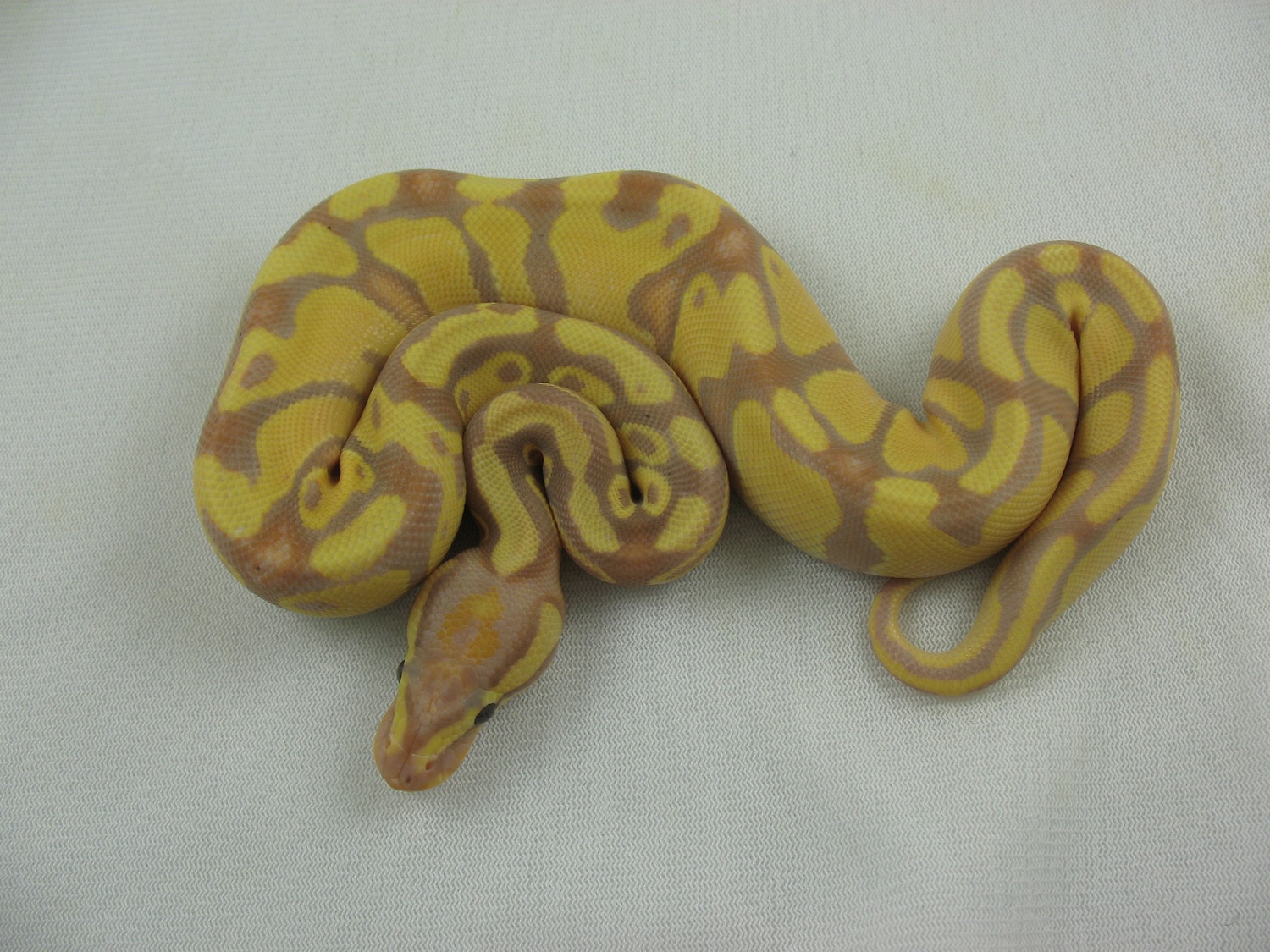 Banana Enchi Het Pied Ball Python by Steve Winkler Reptiles LLC ...