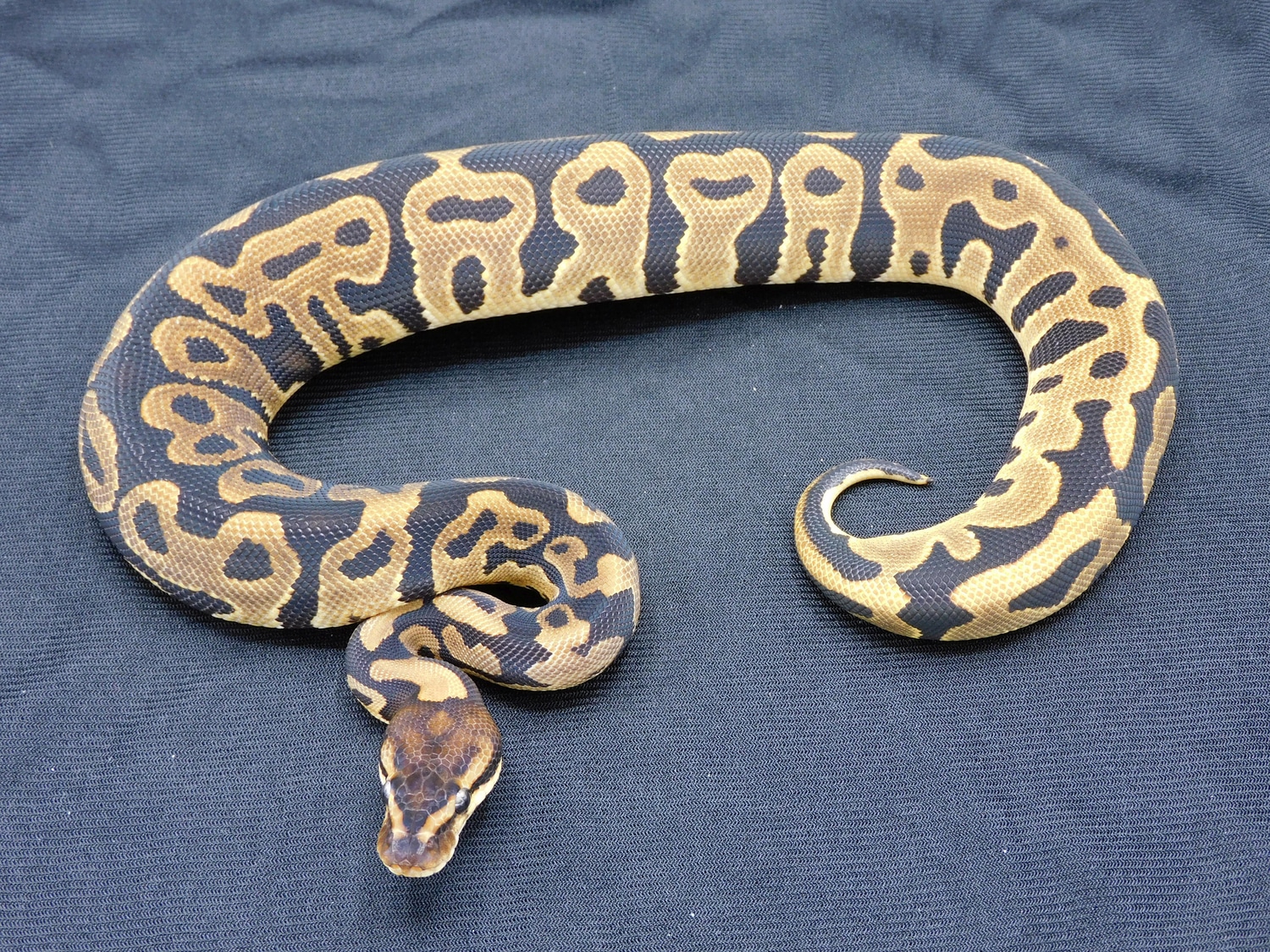 Leopard Het Clown Ball Python by Steve Winkler Reptiles LLC - MorphMarket