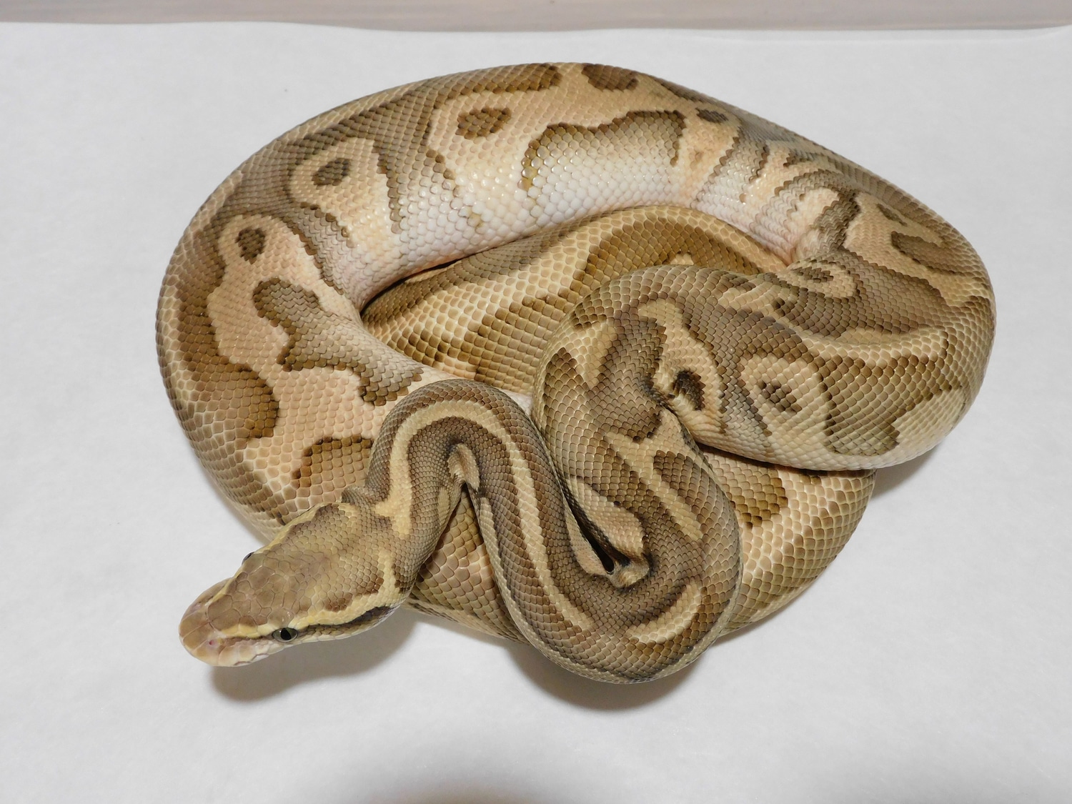 Pastel Lesser Leopard Vanilla Ph Clown Ball Python by Steve Winkler ...