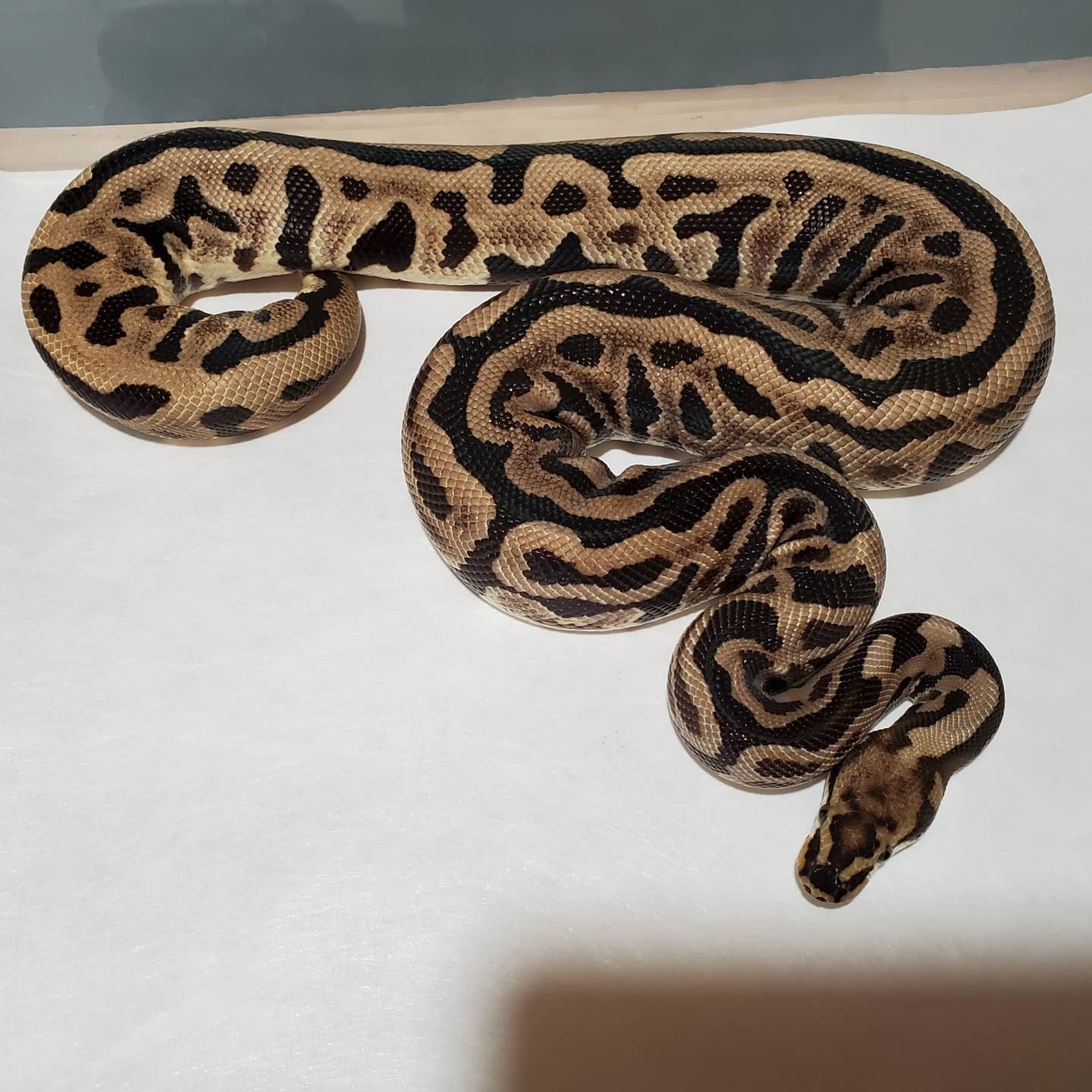 Spotnose Leopard Ball Python by Steve Winkler Reptiles LLC - MorphMarket