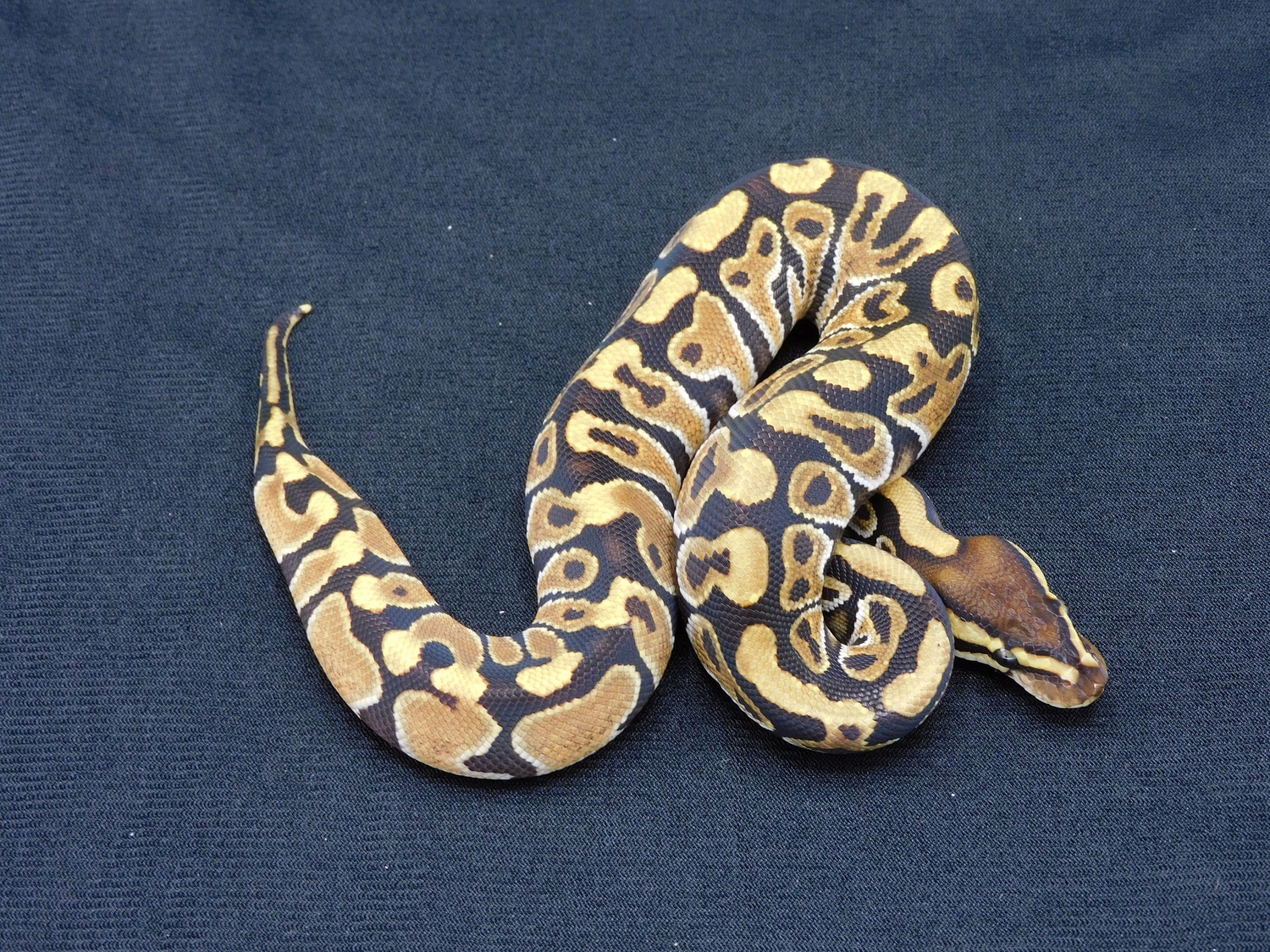 Enchi DH Hypo Clown Ball Python by Steve Winkler Reptiles LLC - MorphMarket