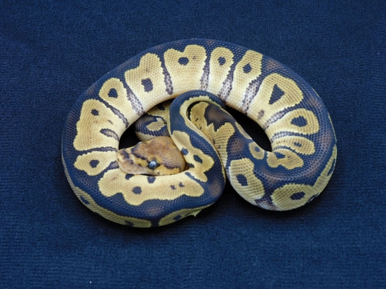 Clown Ball Python by Steve Winkler Reptiles LLC