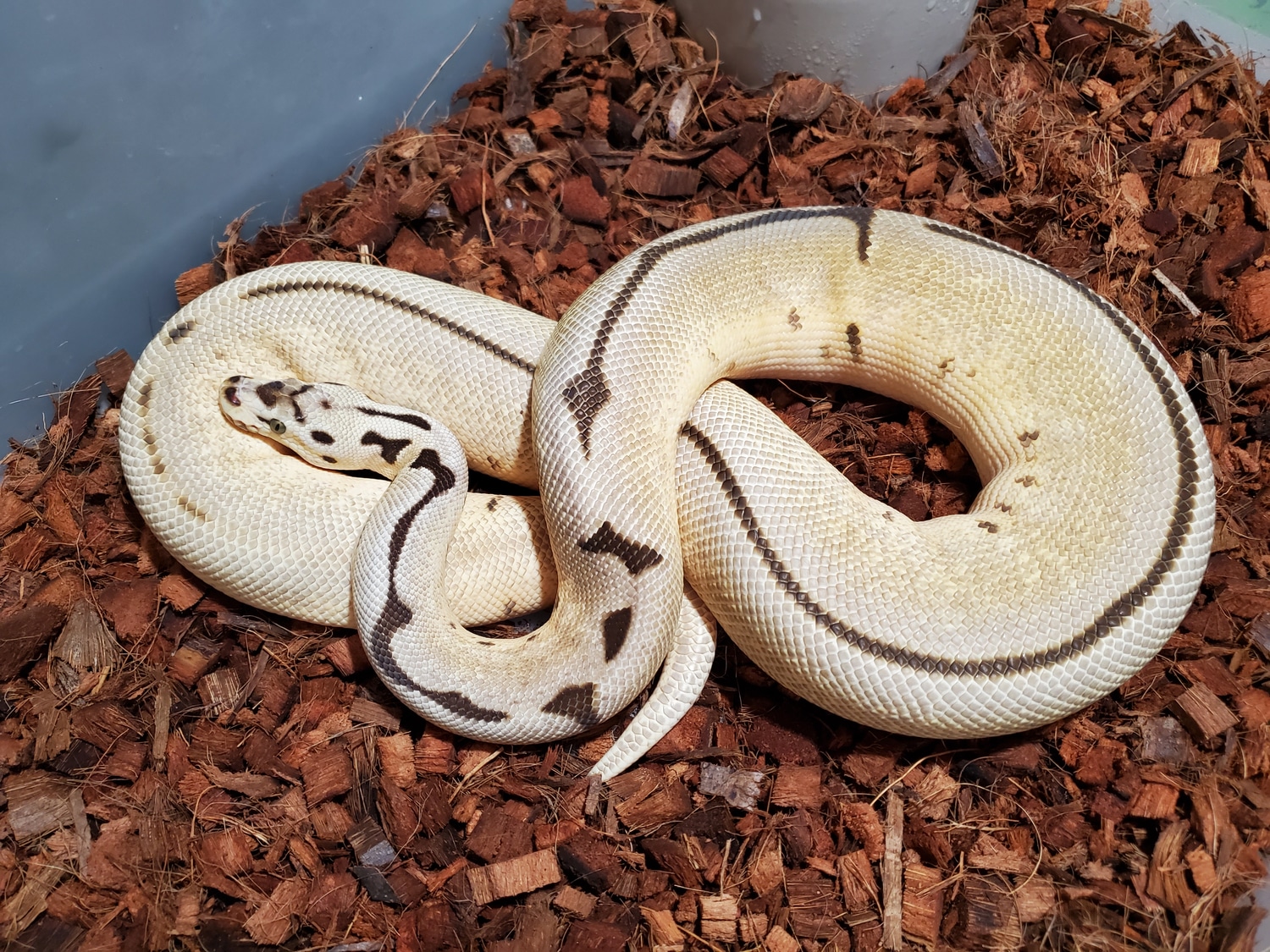 OD Pastel Leopard Spider Clown Ph Pied Ball Python by Steve Winkler ...
