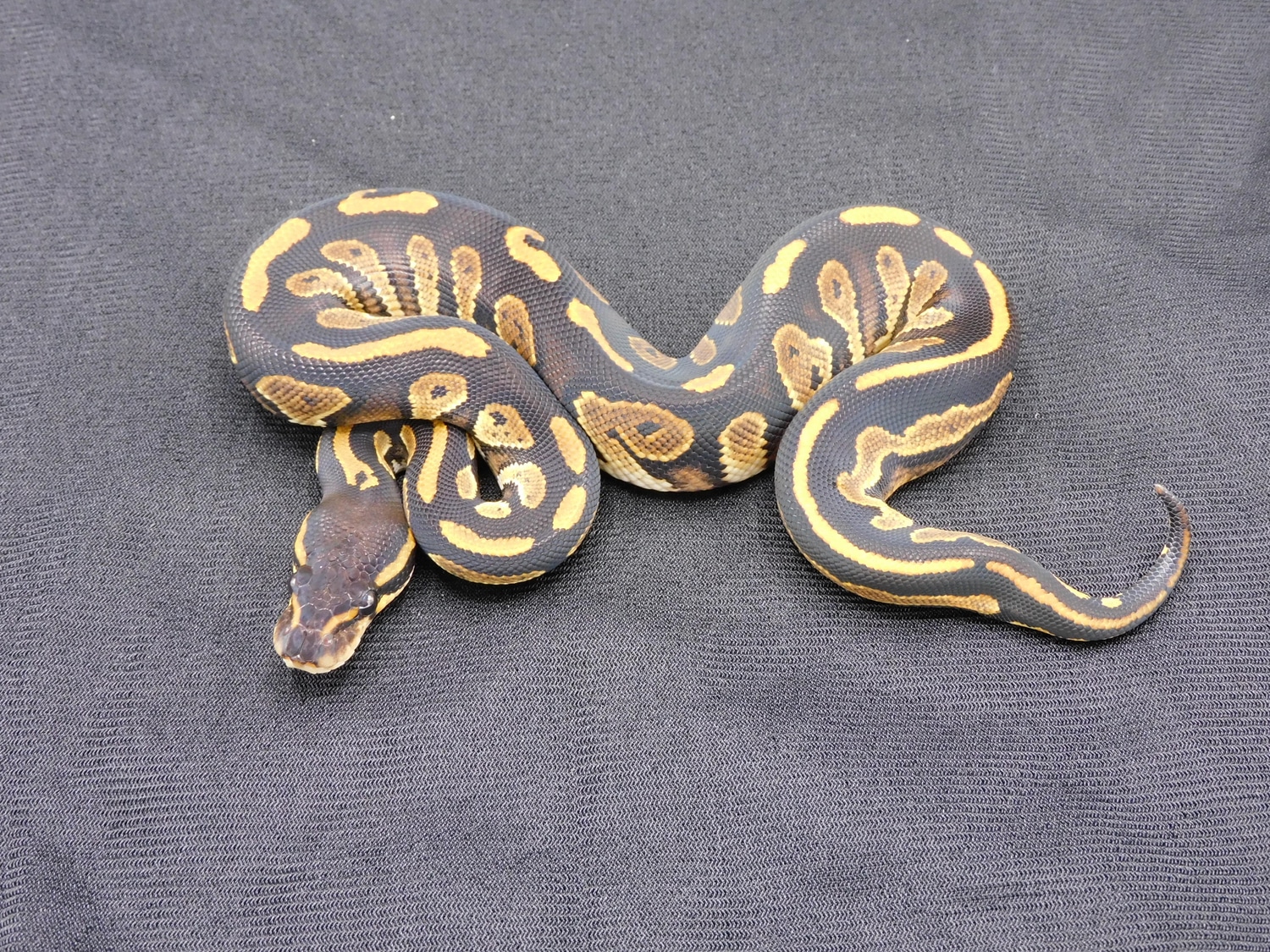 Blackhead DH Hypo Pied Ball Python by Steve Winkler Reptiles LLC ...
