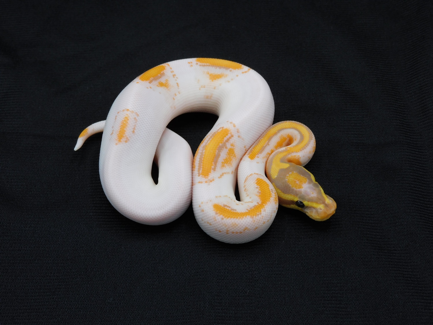 OD YB Banana Pied Ball Python by Steve Winkler Reptiles LLC - MorphMarket