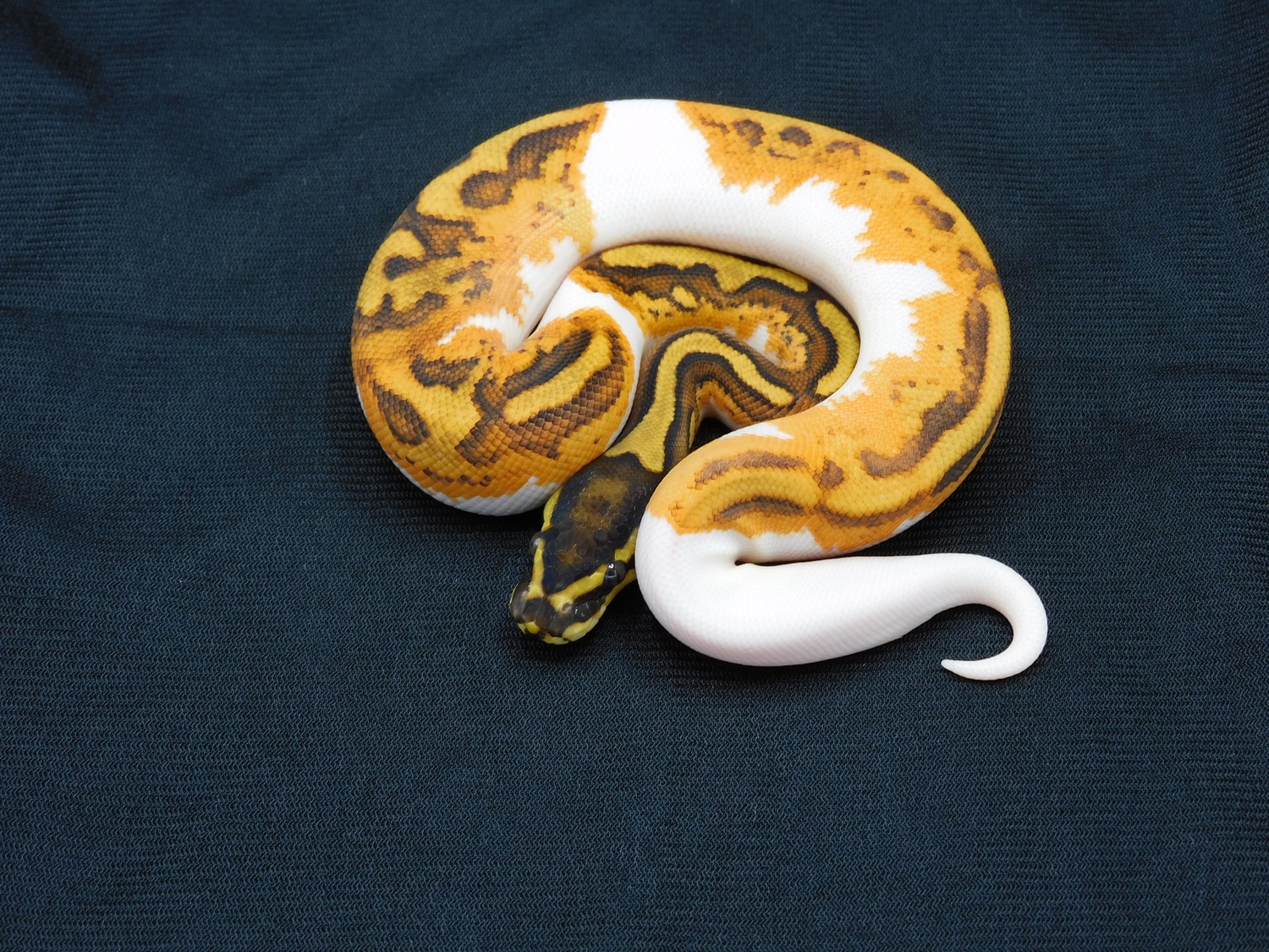Enchi YB Pied Ball Python by Steve Winkler Reptiles LLC - MorphMarket