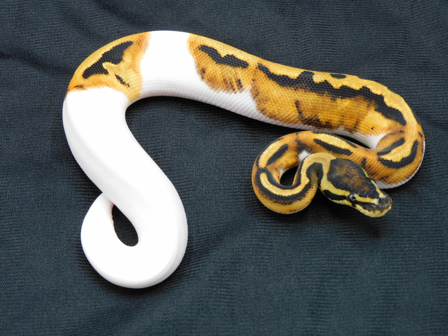 Pied Het Ultramel Ball Python by Steve Winkler Reptiles LLC - MorphMarket