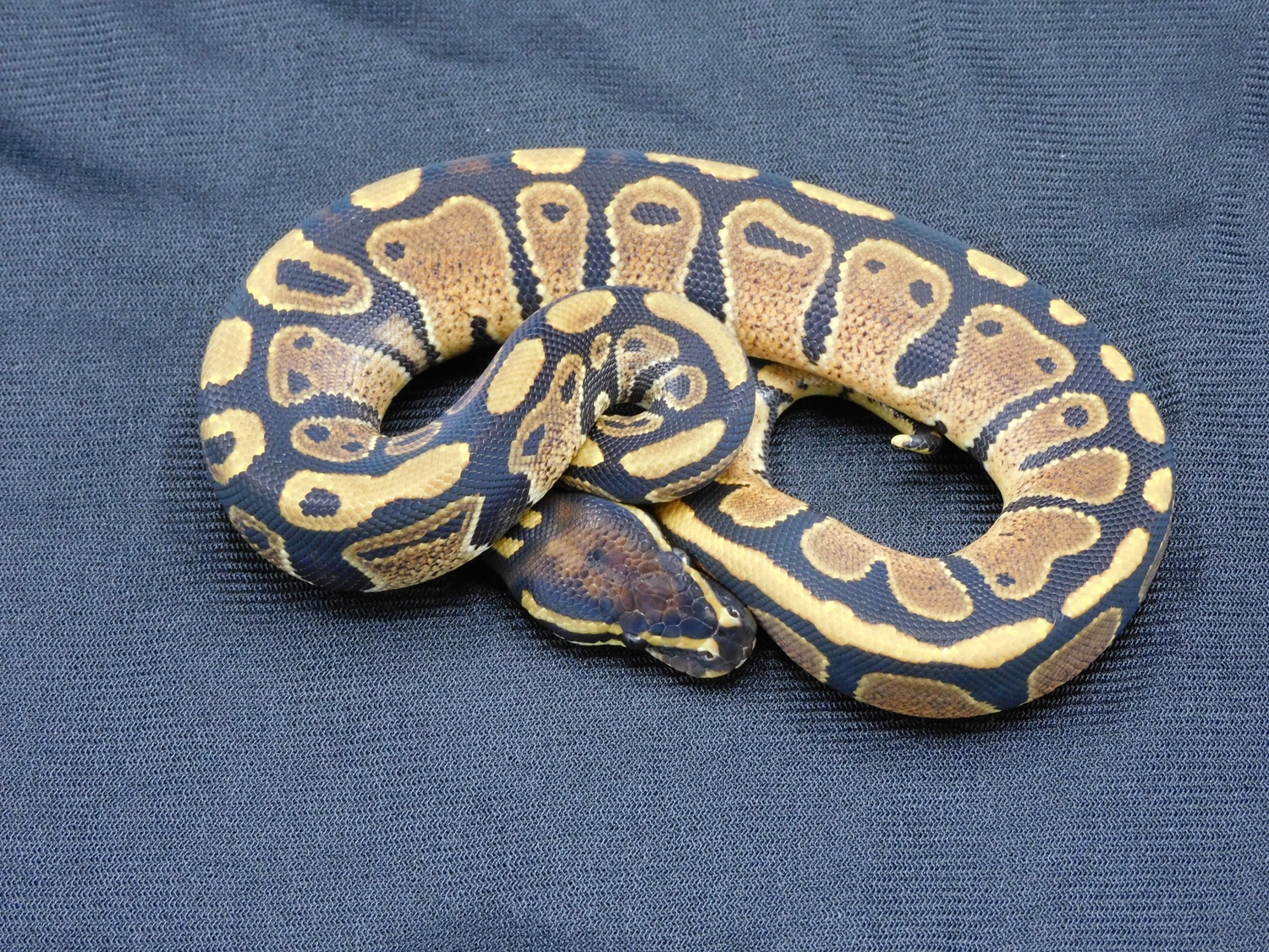 Het Ultramel 66% PH Pied**STRONG MARKERS Ball Python by Steve Winkler ...