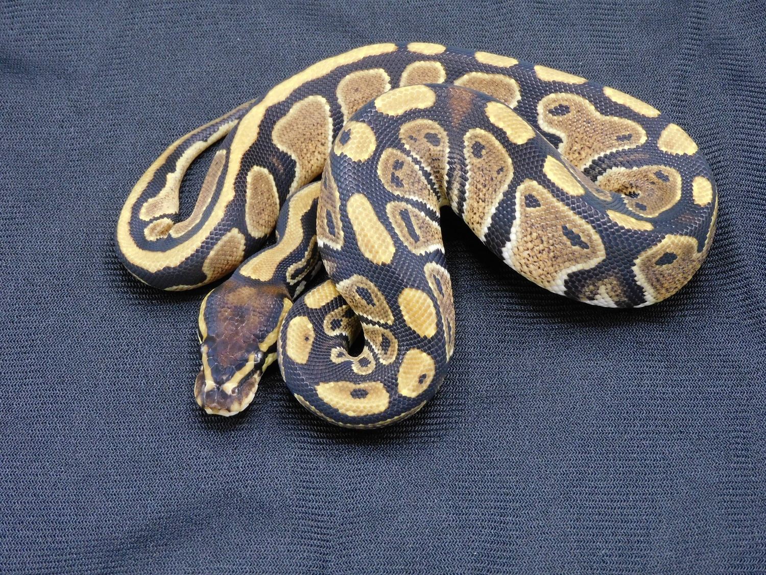 Het Ultramel 66% PH Pied**STRONG MARKERS Ball Python by Steve Winkler ...
