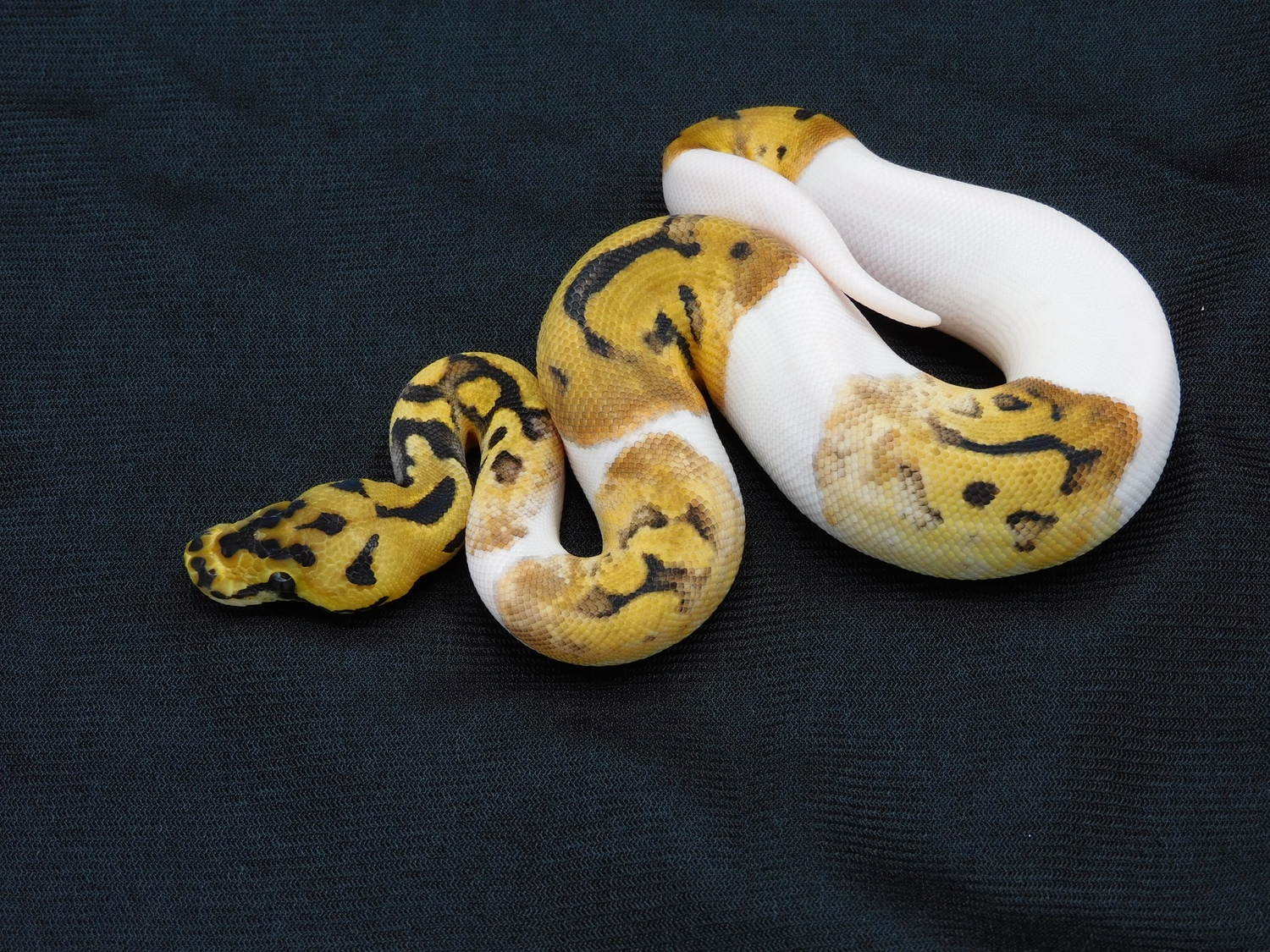 Blonde Pastel Clown Pied(Paradox) Ball Python by Steve Winkler Reptiles ...