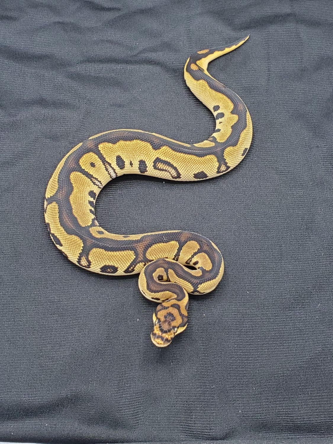 OD Leopard Clown Ball Python by Steve Winkler Reptiles LLC - MorphMarket