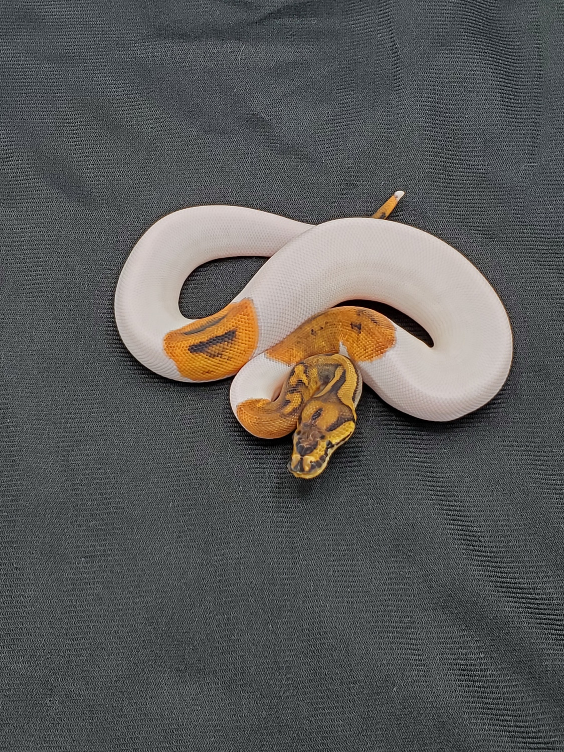 Clown Pied Ball Python by Steve Winkler Reptiles LLC - MorphMarket