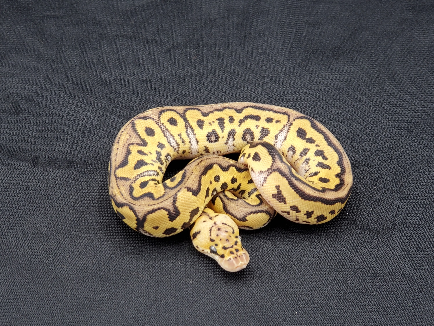 Blonde Pastel Clown Het Pied Ball Python by Steve Winkler Reptiles LLC ...