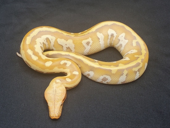 T+ Matrix Blood Python by Steve Winkler Reptiles LLC