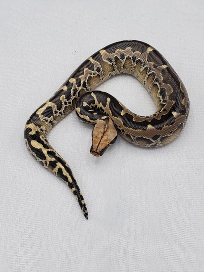 Chrome Sumatran Sumatran Short-Tailed Python by Steve Winkler Reptiles LLC