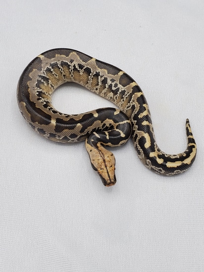 Chrome Sumatran Sumatran Short-Tailed Python by Steve Winkler Reptiles LLC